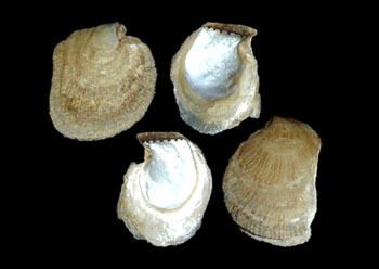 珍珠贝目 Pterioida 蓝色动物学（中国动物学科普）